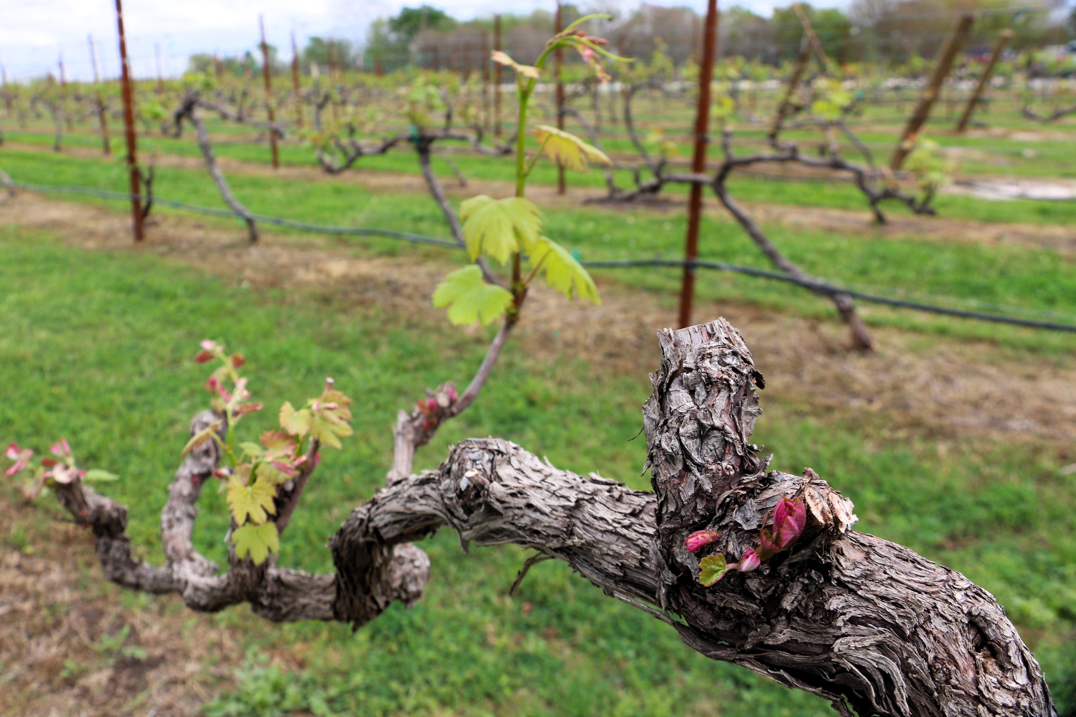 Lifecycle from Grape to Glass - Bud Break has Begun - Messina Hof Winery